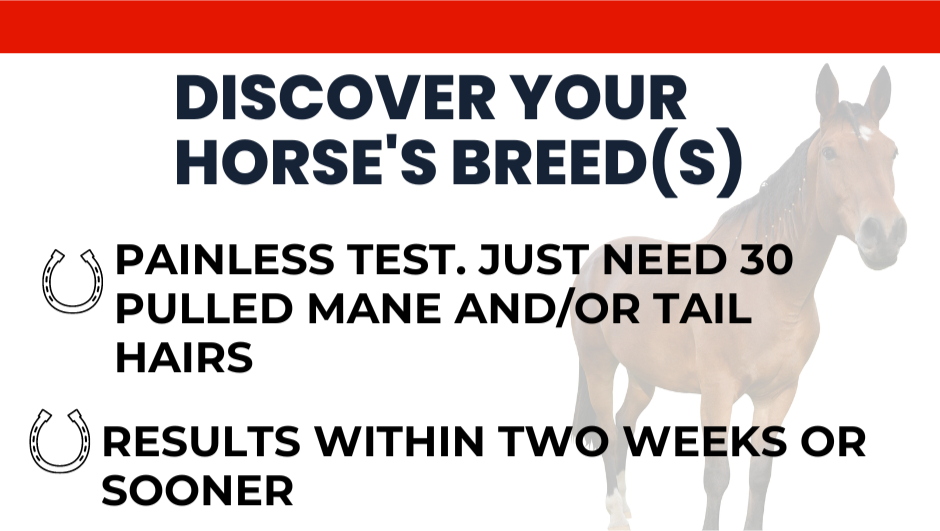 Horse DNA Breed Test – DNA My Horse AU