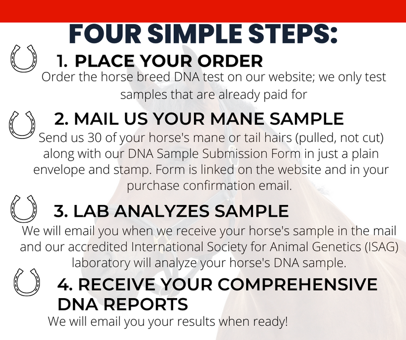 Horse DNA Breed Test – DNA My Horse AU