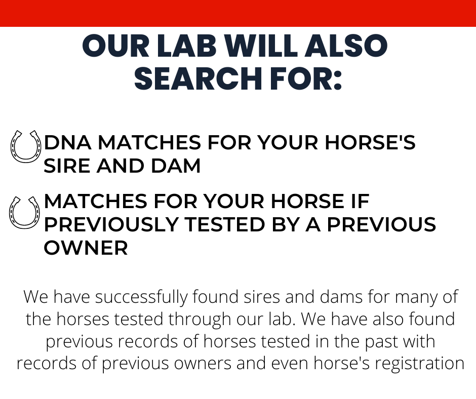 Horse DNA Breed Test – DNA My Horse AU